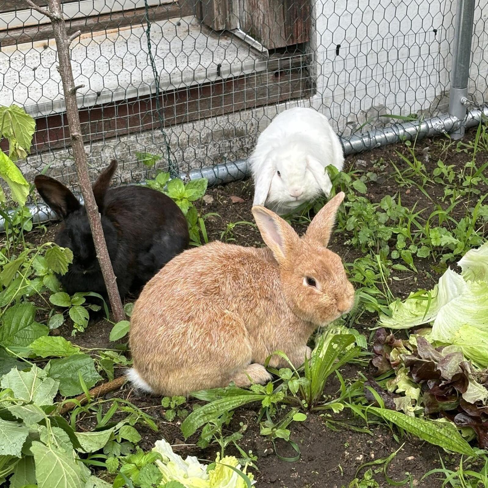 Die PIHasen sind da! | Pfalzinstitut für Hören und Kommunikation ...